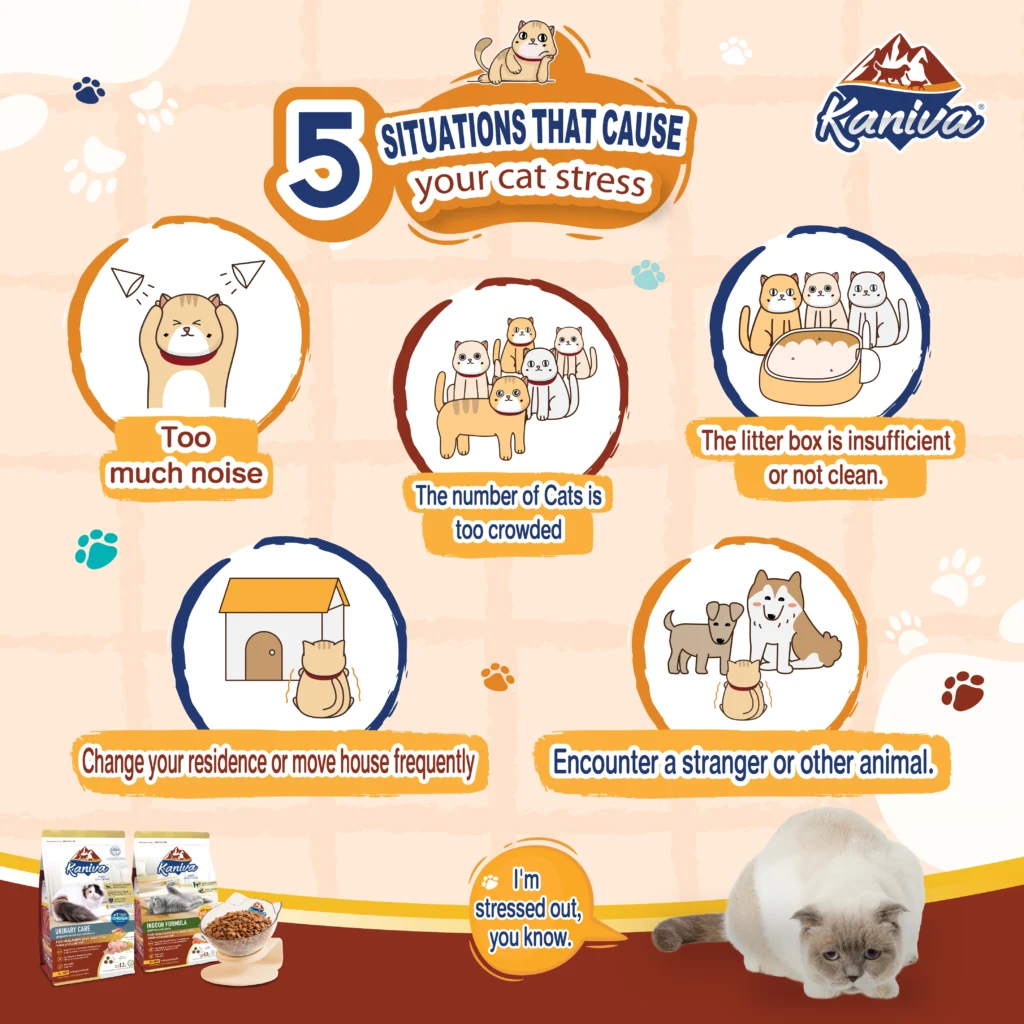 5 Common Stress Triggers in Cats Every Owner Should Know